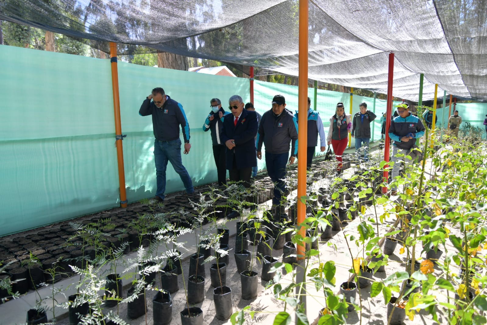 Vivero forestal en Pura Pura producirá entre 25 a 30 mil plantines cada ...