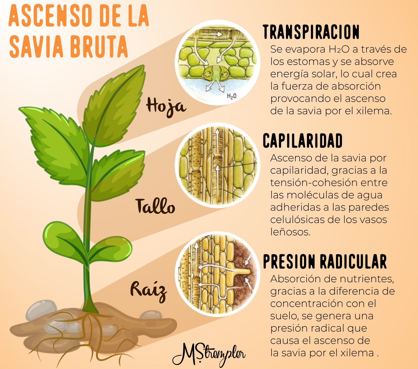 Los nutrientes y cómo se transportan en y para las plantas - El Diario ...