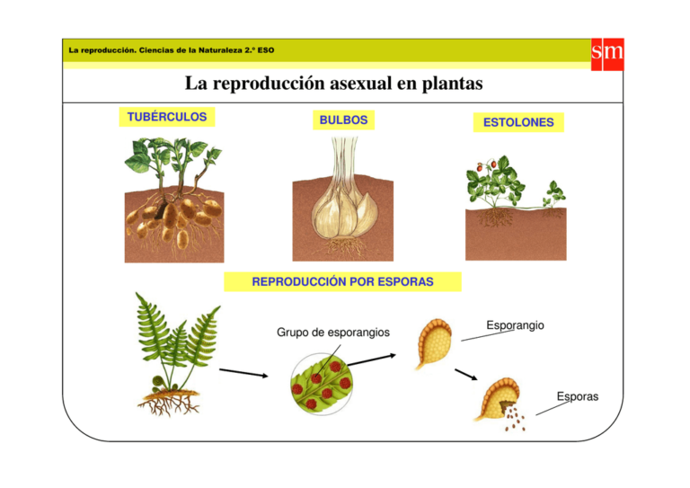 Cómo se da la reproducción en las plantas - El Diario - Bolivia