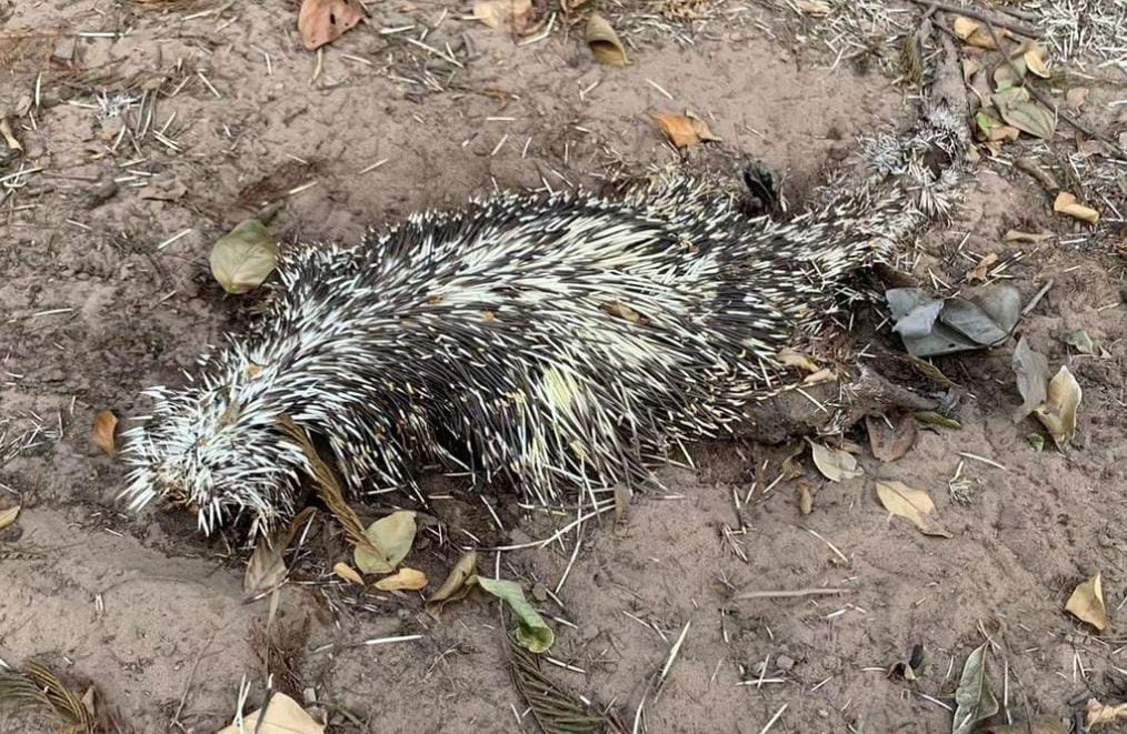 Animales silvestres calcinados en medio de los devastadores incendios ...