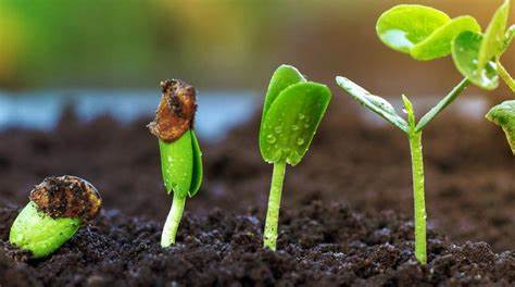 Las plantas y su desarrollo - El Diario - Bolivia