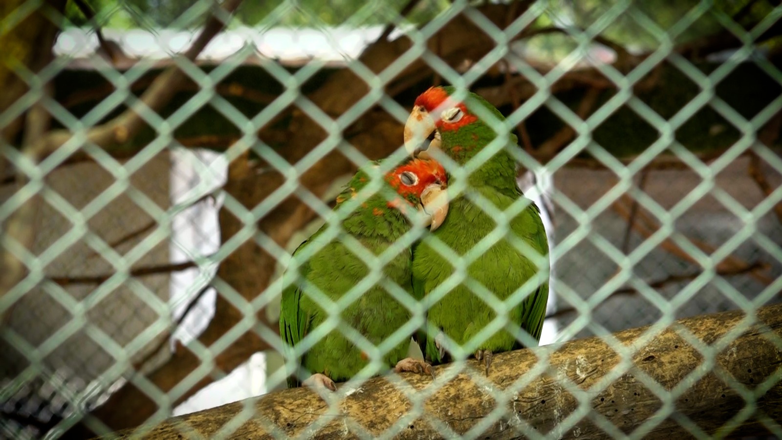 Refugio para animales da una nueva oportunidad de vida a fauna ...