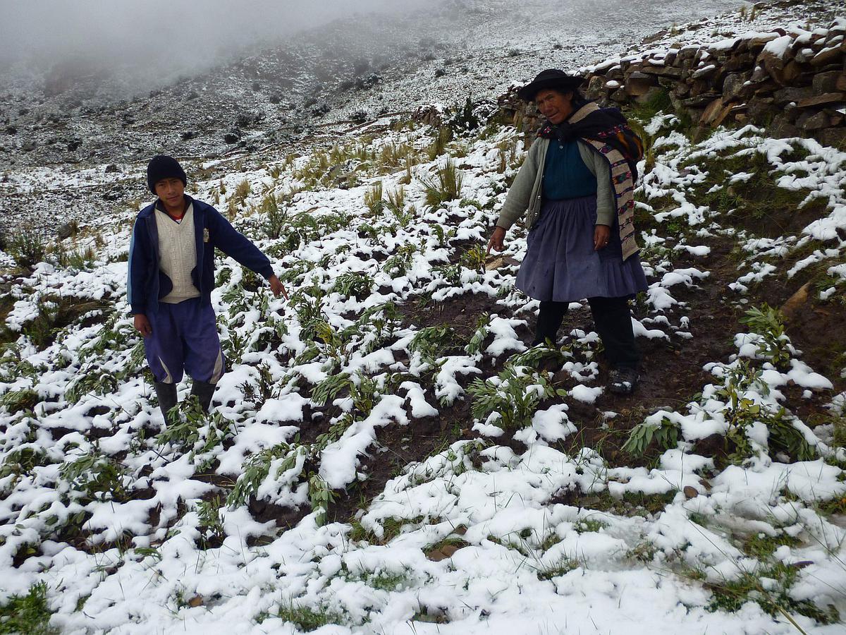 Más de 300 comunidades son afectadas por granizada - El Diario - Bolivia
