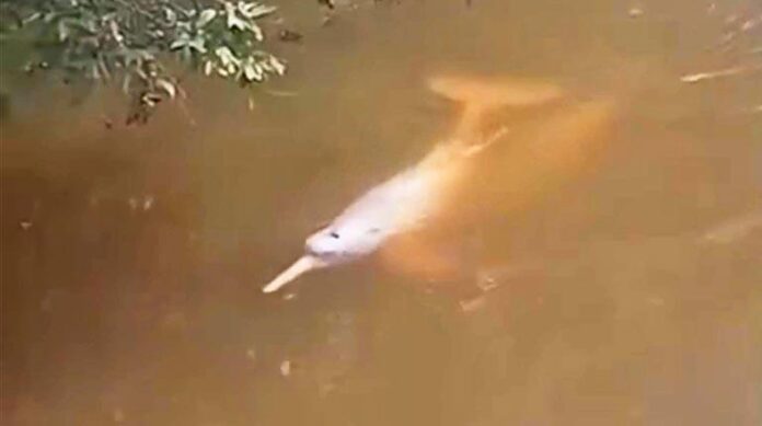 Expertos evaluarán bienestar de delfines rosados en Villa Tunari - El ...