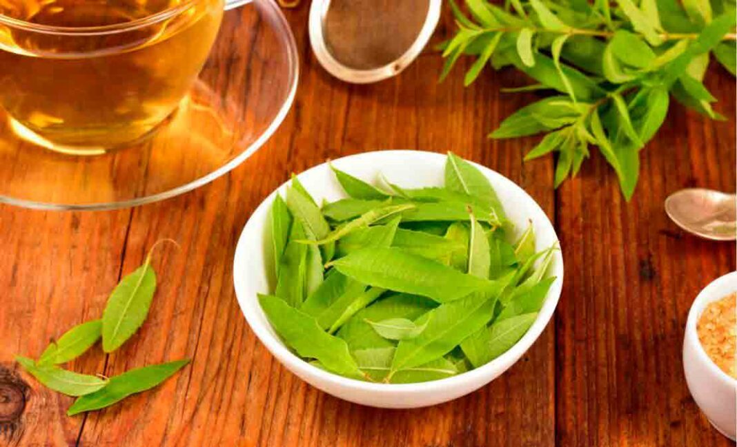 El cedrón y su uso - El Diario - Bolivia