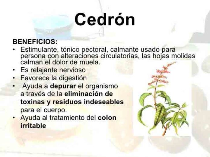 El cedrón y su uso - El Diario - Bolivia
