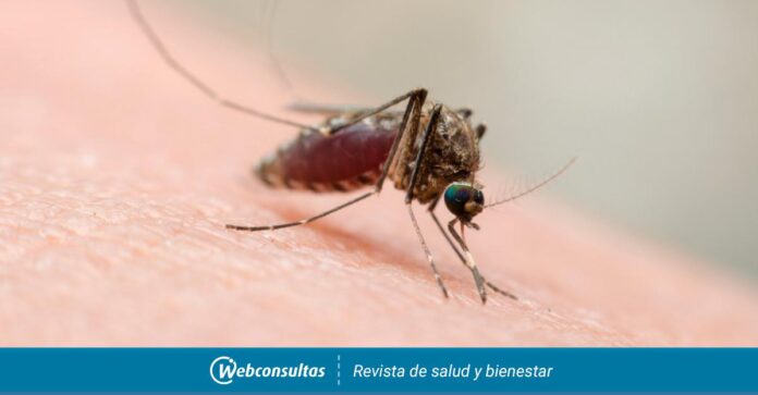 Irupana está en alerta por virus oropouche - El Diario - Bolivia
