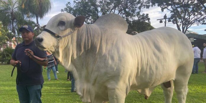 Rambo FIV Sausalito es el toro más pesado de Agropecruz 2024 - El ...