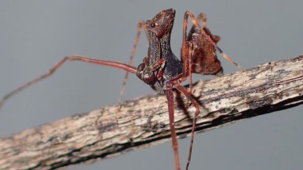 Científicos descubren nuevo y raro arácnido - El Diario - Bolivia
