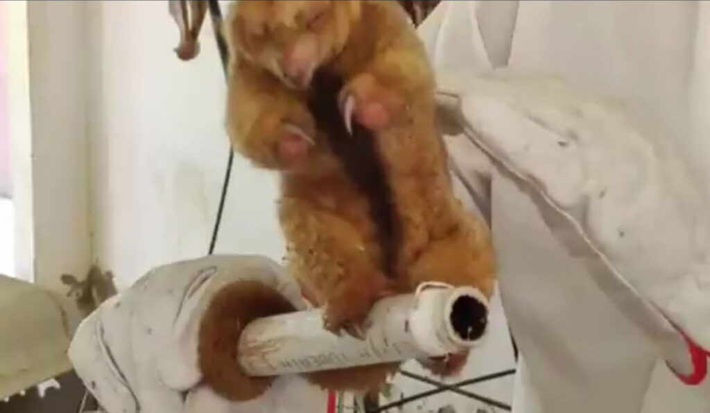 Encuentran al primer ejemplar de “oso oro mágico” en Beni - El Diario ...