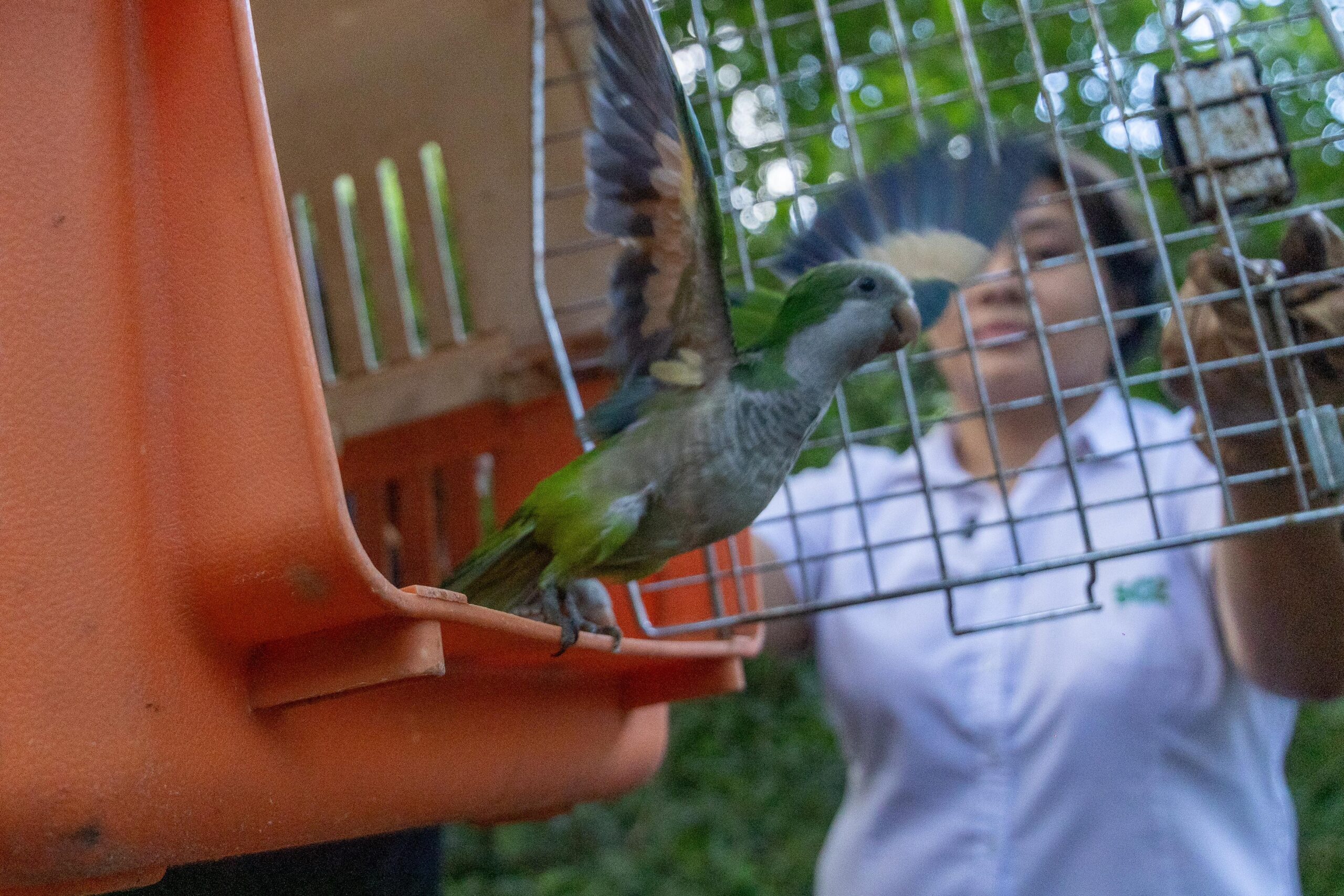 Liberan aves rehabilitadas a su hábitat natural - El Diario - Bolivia