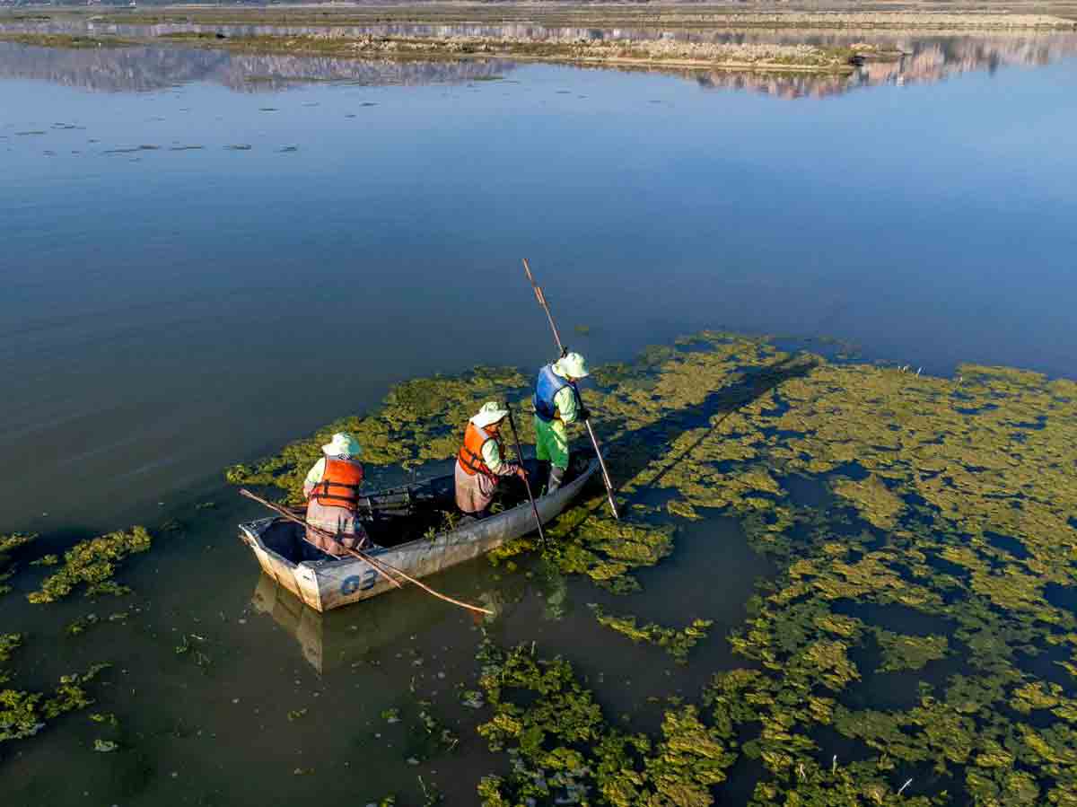 Laguna Alalay está recuperada, tiene 1.500 aves de 30 especies - El ...