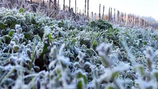 Suman 25 municipios declarados como zonas de desastre por heladas y ...