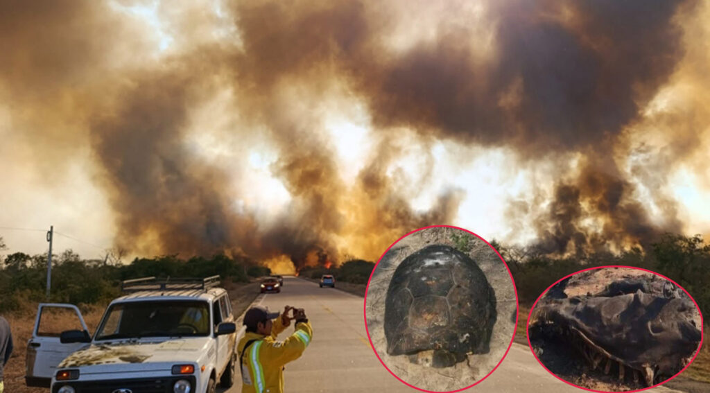 Incendio forestal sale de control en Roboré - El Diario - Bolivia