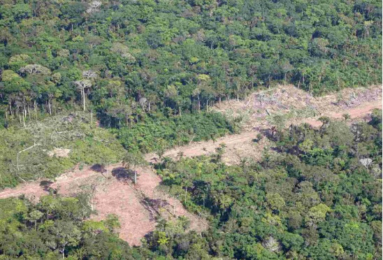 Declaran a la Reserva Forestal “El Choré” Parque Nacional - El Diario ...