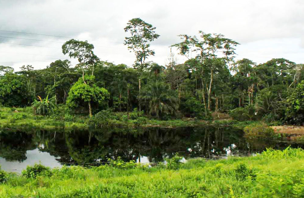 Declaran a la Reserva El Choré de Santa Cruz como área protegida - El ...