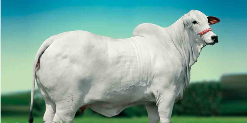 Vaca boliviana Nelore alcanza un valor de $us 756.000 - El Diario - Bolivia