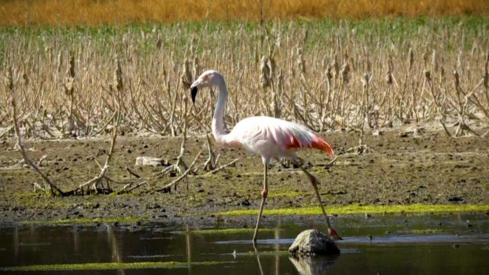 Laguna Alalay después de 15 años recupera su biodiversidad - El Diario ...