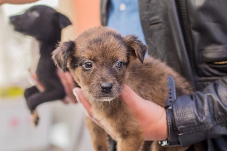 Sigue campaña de adopción de mascotas - El Diario - Bolivia