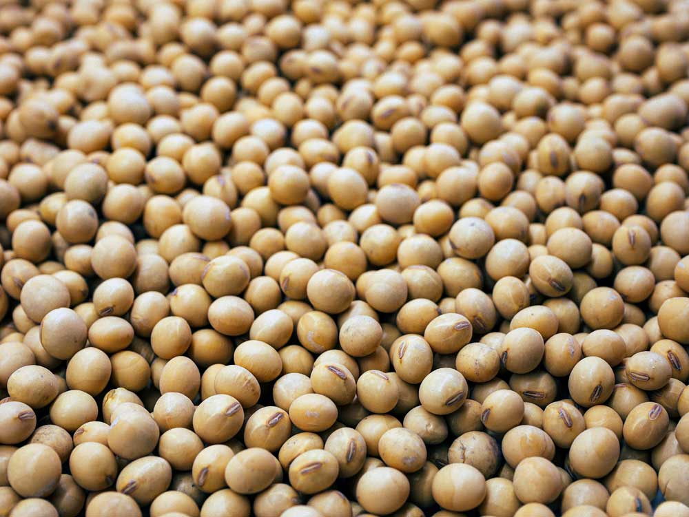 Soya y fitoestrógenos: Beneficios y ciencia detrás de su consumo - El ...