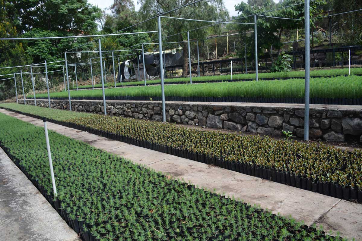 Entregan un millón de plantines a municipios de Cochabamba - El Diario ...