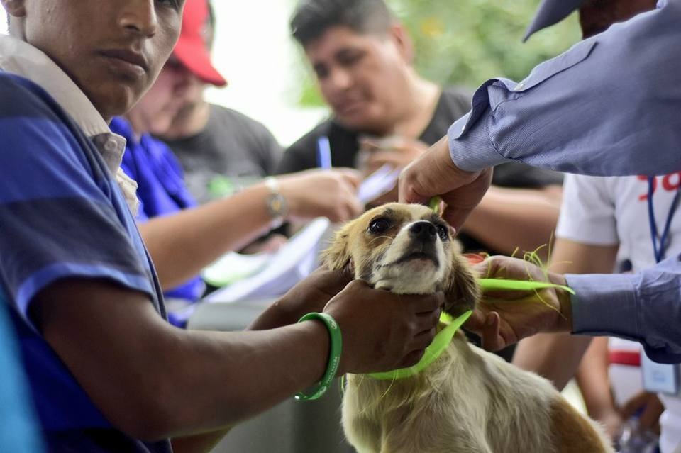 Durante 2024 reportaron 70 casos de rabia canina - El Diario - Bolivia