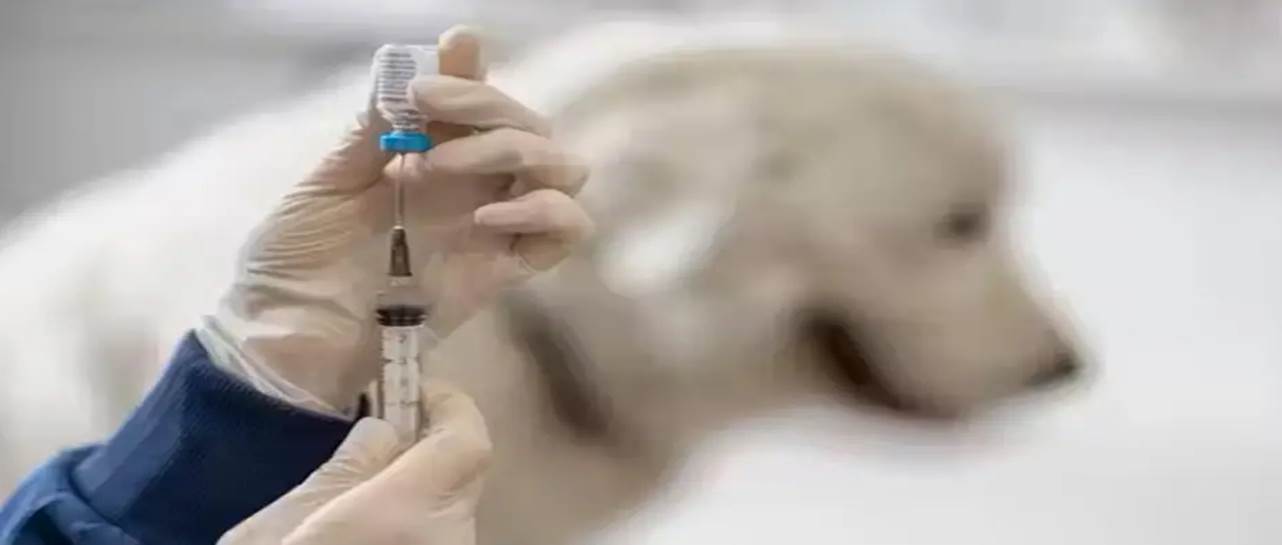 Confirman nuevo caso de rabia canina en Cochabamba - El Diario - Bolivia