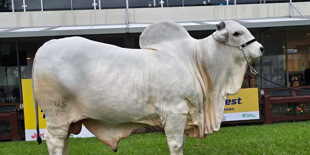Con 1.160 kilos, Rashan FIV Moxos es el toro más pesado de Agropecruz ...