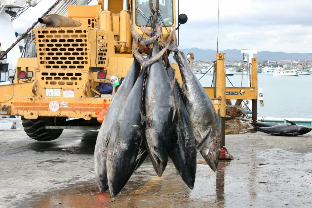Exportación de atún ecuatoriano conquista el mercado mundial - El Diario - Bolivia