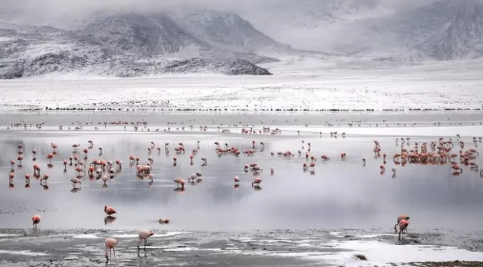 Ante intensas nevadas mantienen restringida la reserva Eduardo Abaroa ...