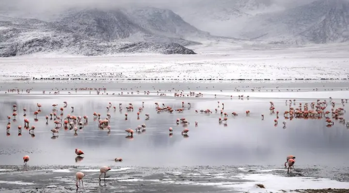 Ante intensas nevadas mantienen restringida la reserva Eduardo Abaroa ...