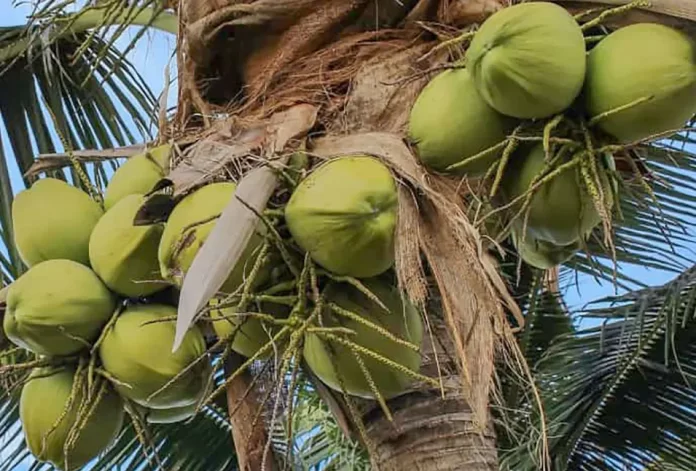 PROPIEDADES Y BENEFICIOS DEL COCO PARA LA SALUD - El Diario - Bolivia