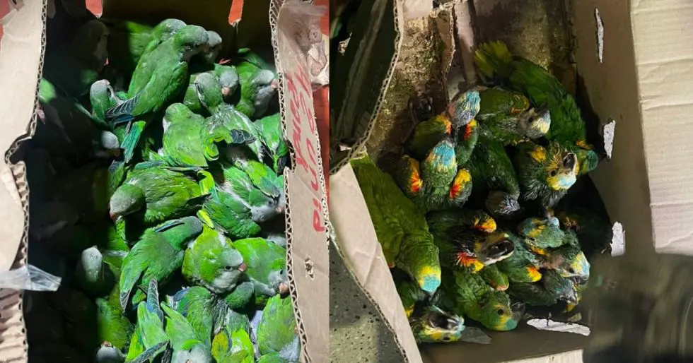Rescatan a más de 100 aves silvestres - El Diario - Bolivia