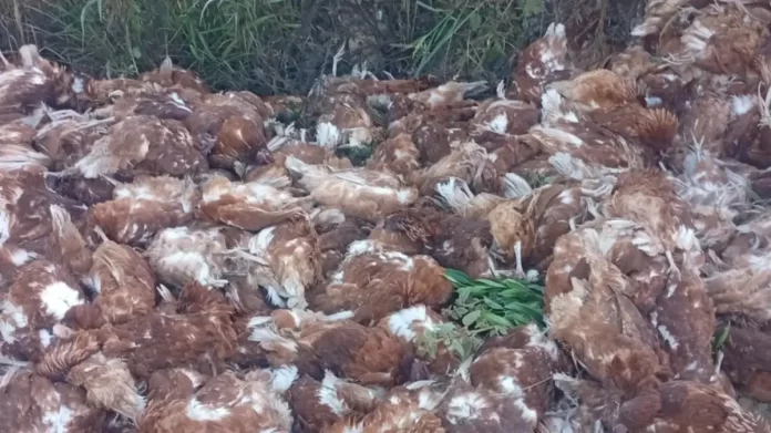 Mueren 200.000 aves y se pierden un millón de huevos - El Diario - Bolivia